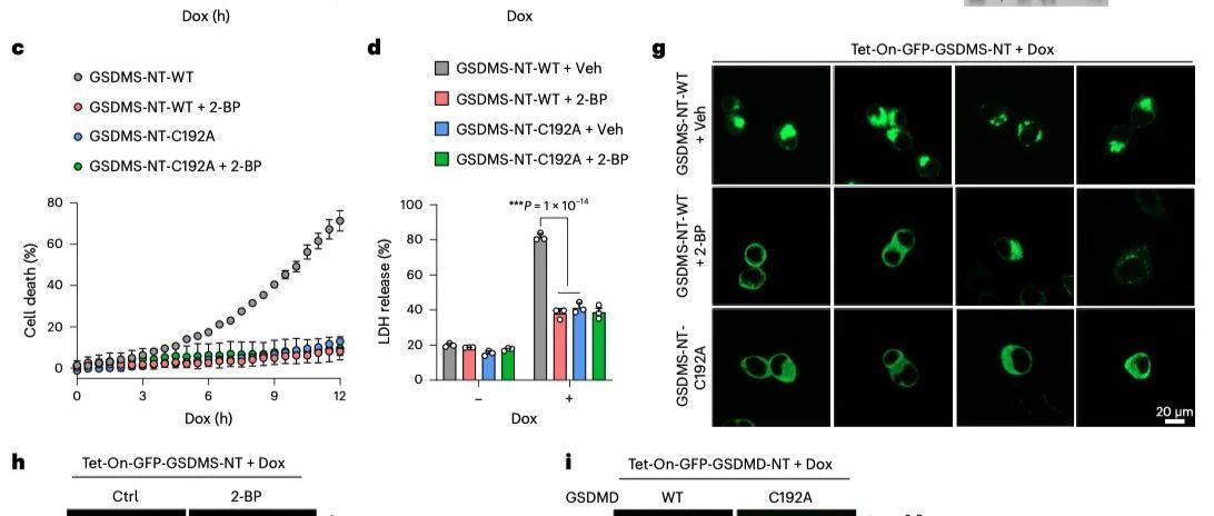 Nature Cell Biology丨棕榈酰化-去棕榈酰化通过 GSDMD 控制焦亡 - 知乎