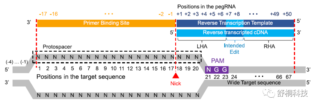 基因编辑工具分享 （五） | DeepPrime: Prime Editing编辑效率预测模型 - 知乎