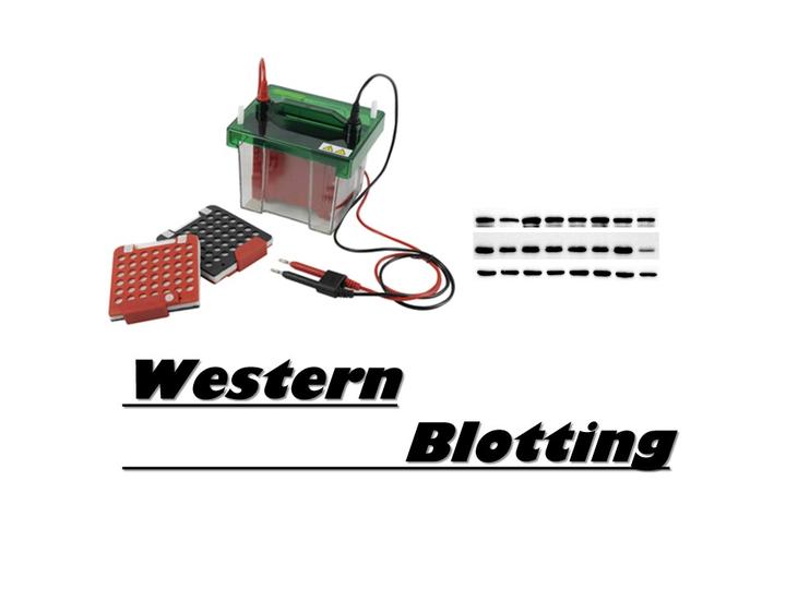做好这几点，漂亮的Western结果不是梦 - 知乎