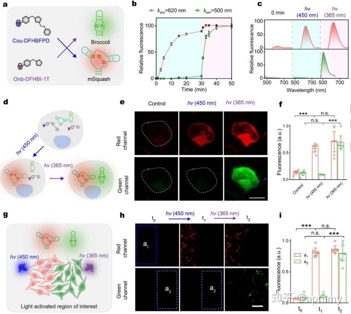 聂舟 Angew：用于活细胞中RNA光活性双色成像的正交荧光RNA - 知乎