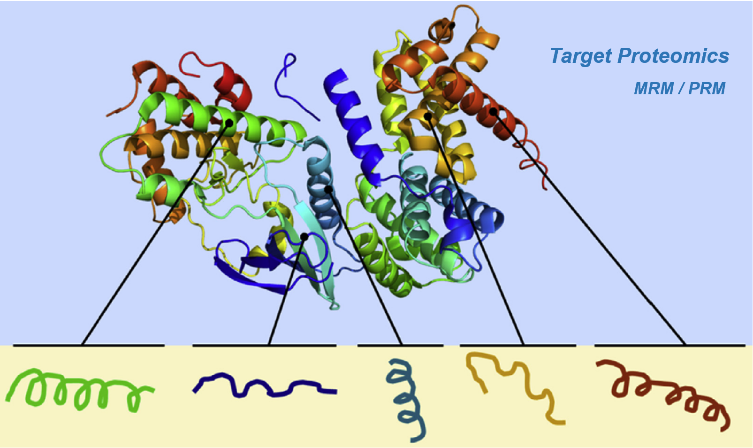 MRM/PRM靶向定量蛋白质组学 - 知乎