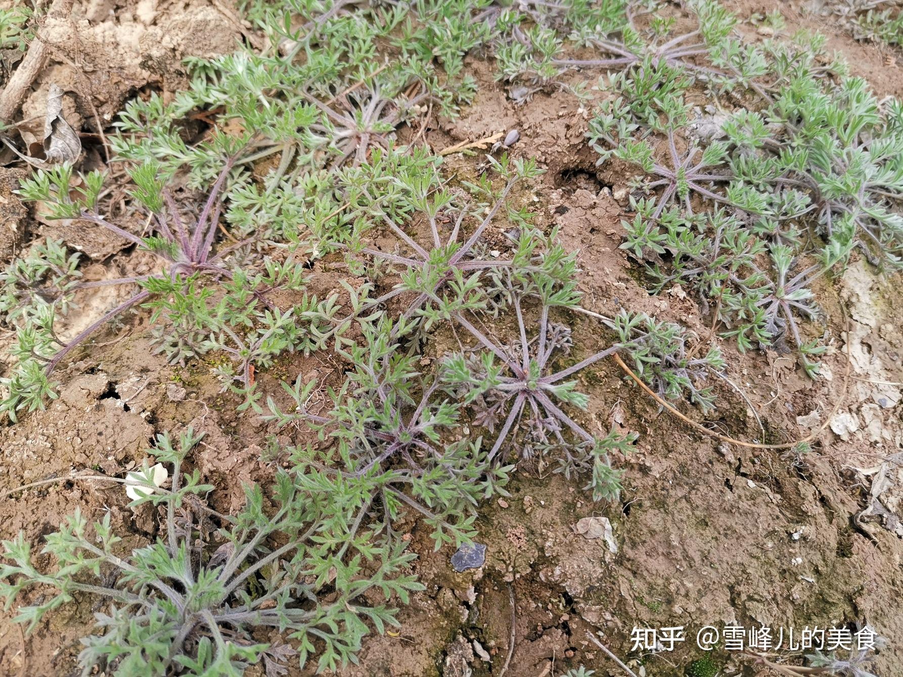 白蒿有哪些吃法和功效？ - 知乎