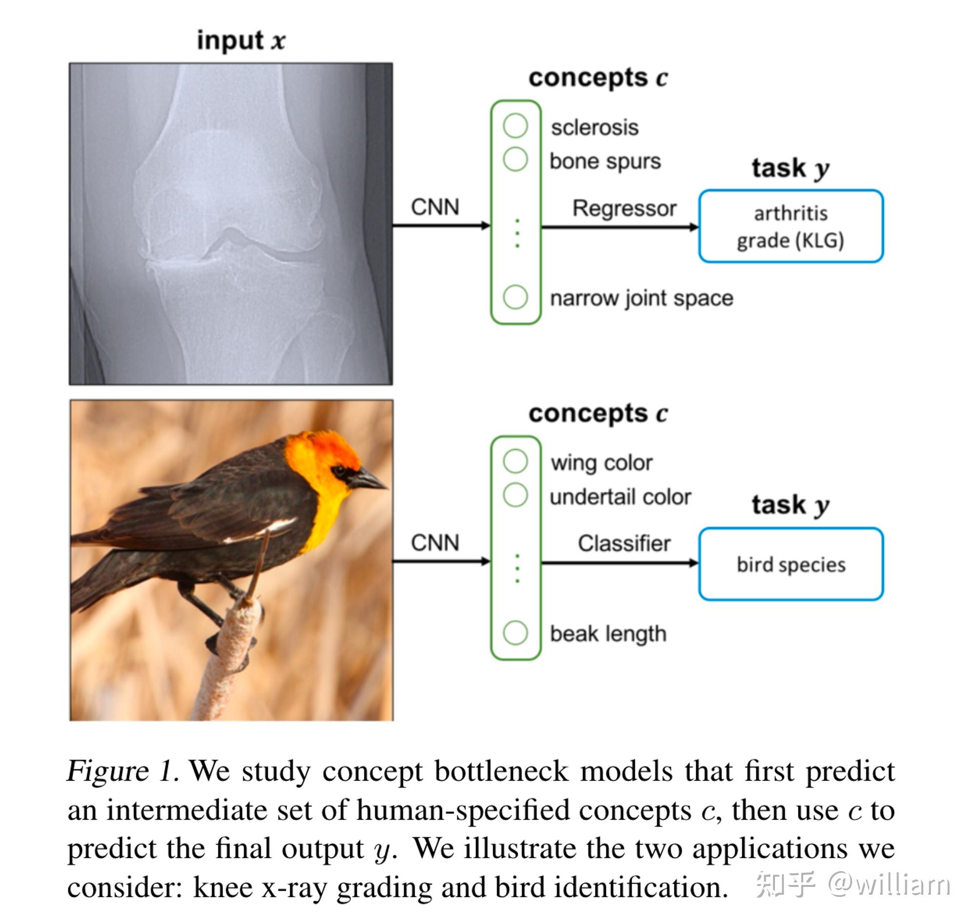 Concept Bottleneck Models - 知乎