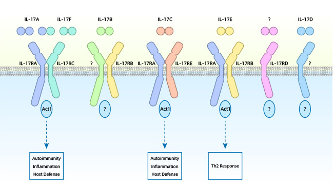 IL-17A：白细胞介素-17家族代表性靶点，助力炎症、免疫、肿瘤性皮肤病治疗！ - 知乎