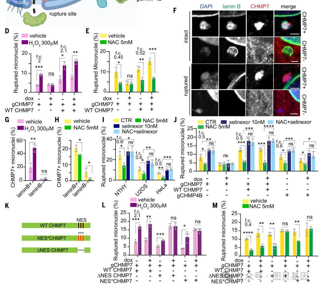 Science | 线粒体ROS破坏微核完整性，推动肿瘤进展 - 知乎