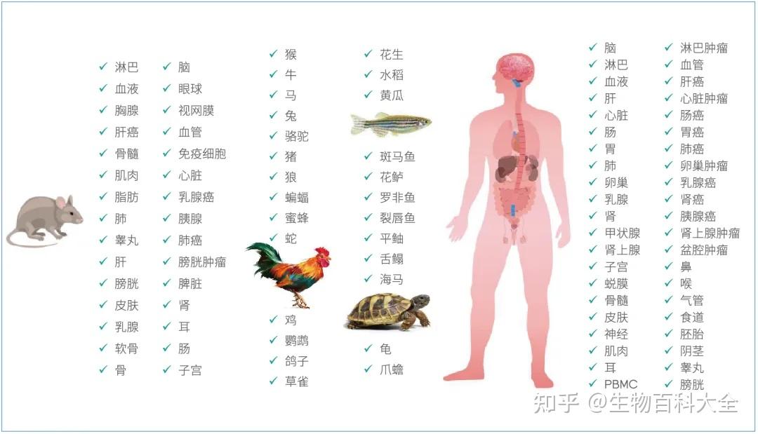 伯豪生物DNBelab C系列规模化单细胞研究服务 - 知乎