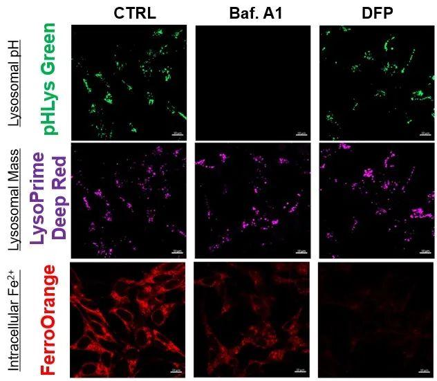 线粒体自噬与铁死亡 - 知乎