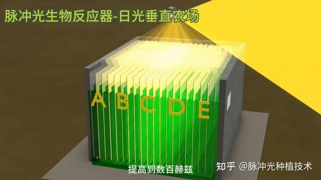 突破性方案！提升数十倍光合作用效率的微藻光生物反应器 - 知乎