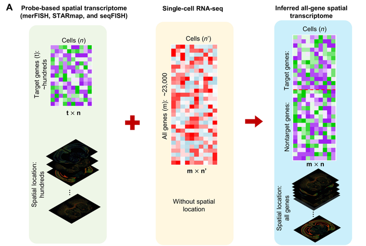 空转工具| 使用iSpatial 来准确推断全基因组的空间表达（下：代码实践） - 知乎