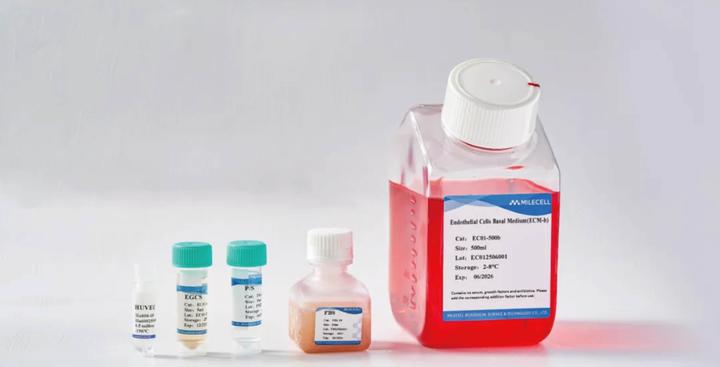 血管研究绕不开的核心模型 ——HUVEC - 知乎