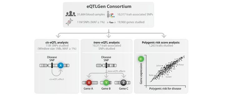 eQTLGen数据处理 - 知乎