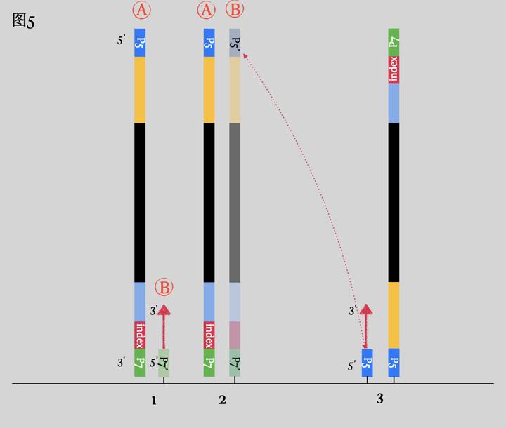 illumina Flowcell表面的Oligo是什么？ - 知乎