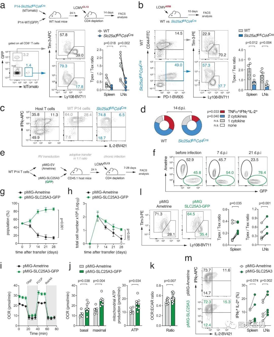 Nat Comm | 线粒体功能障碍引起的T细胞耗竭 - 知乎