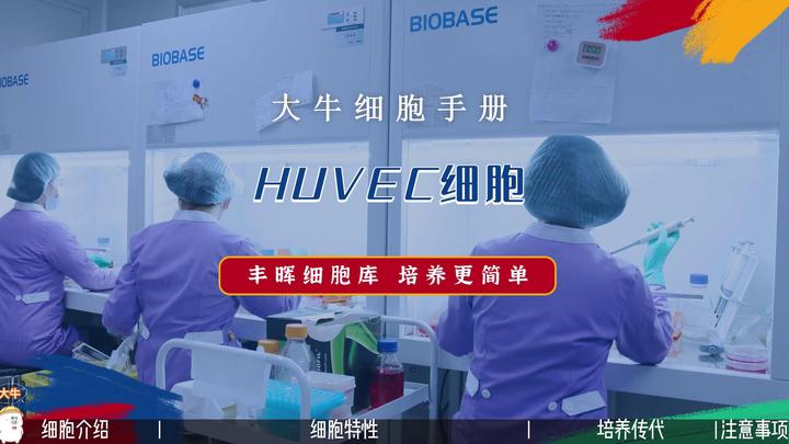 HUV-EC-C（HUVEC）细胞培养，人脐静脉内皮细胞培养攻略 - 知乎