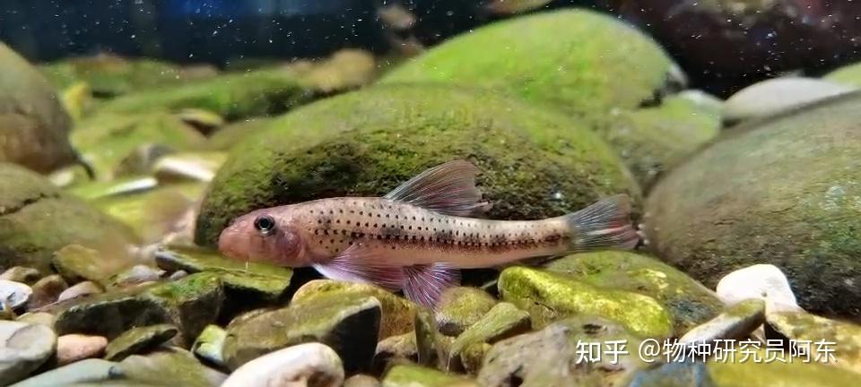 “溪流"鳍"手”建德小鳔鮈Microphysogobio tafangensis - 知乎