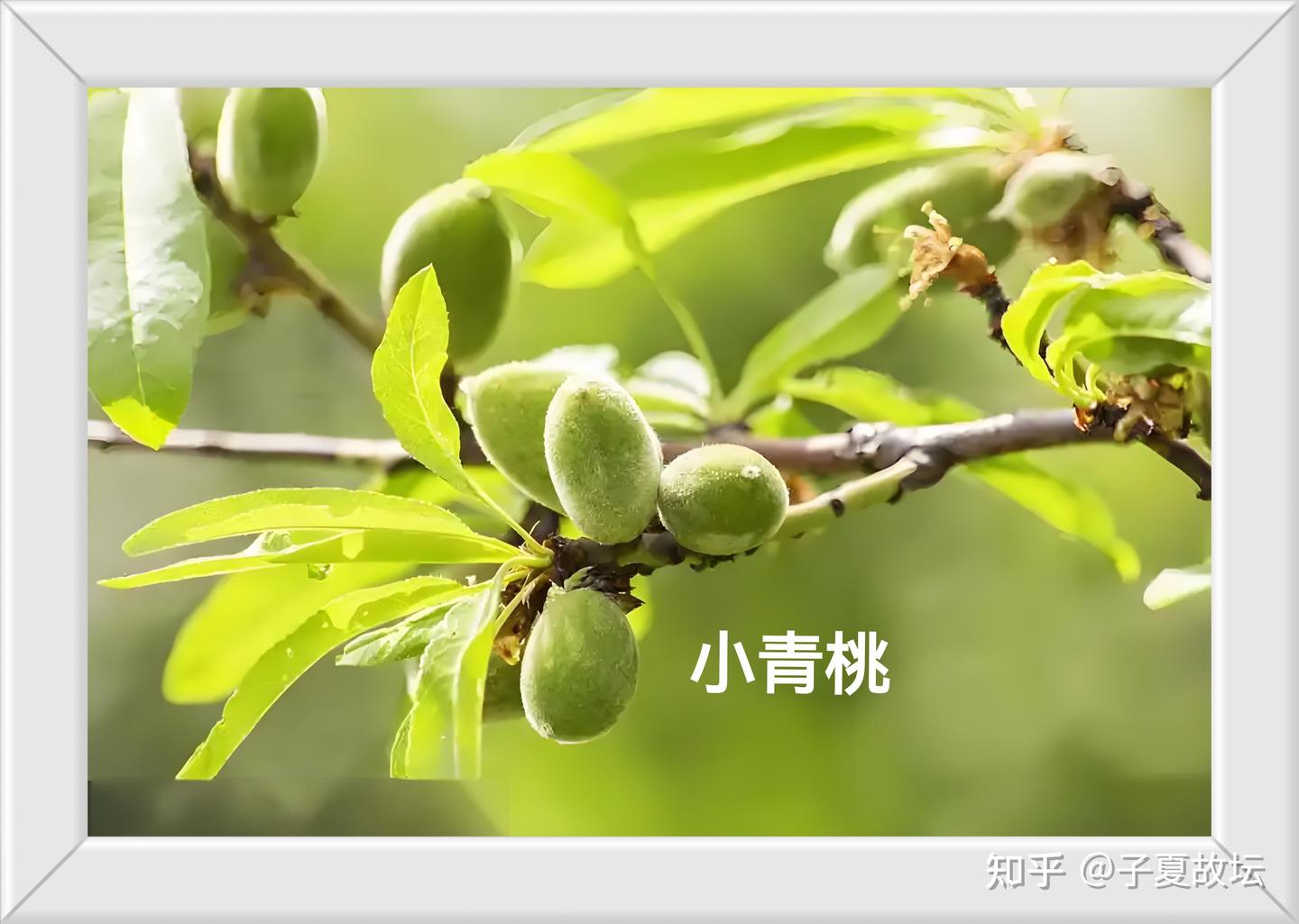 子夏故坛赏析「诗经·桃夭」 - 知乎