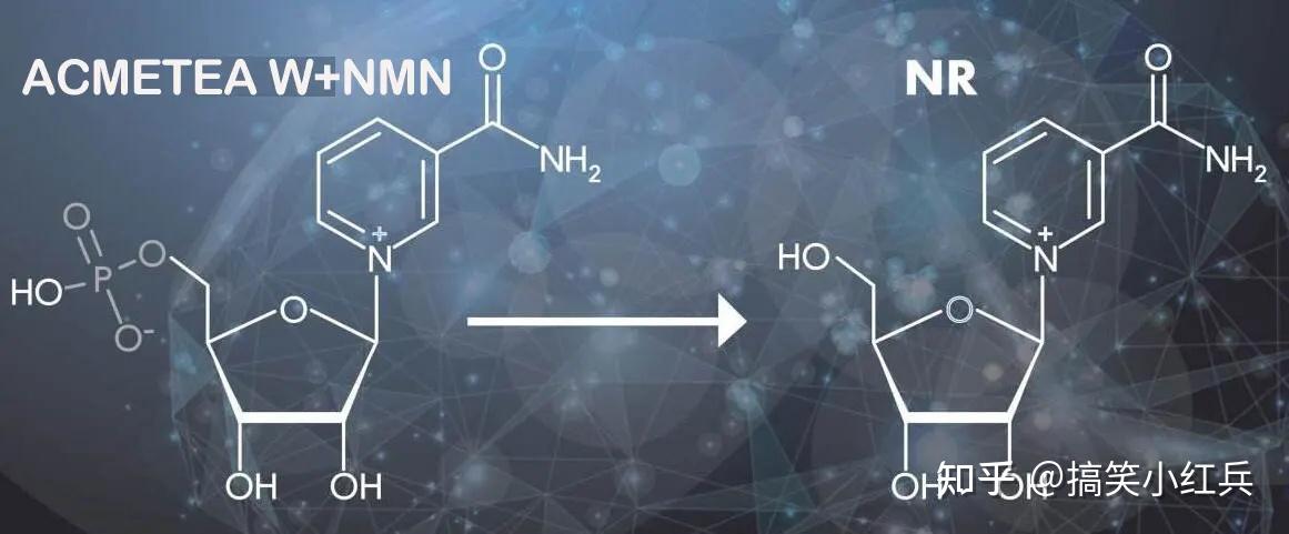 nmn的功效与作用都有哪些？副作用是什么？ - 知乎