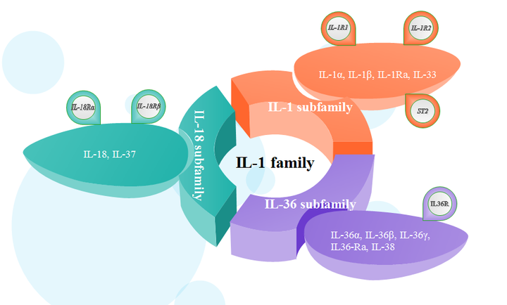 IL-1家族及其各成员研究进展 - 知乎