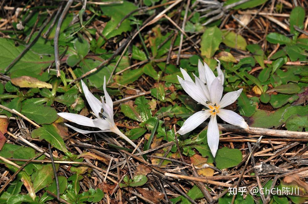 多肉植物全图鉴17：秋水仙科（Colchicaceae），秋水仙属（Colchicum） 原始种A-H - 知乎