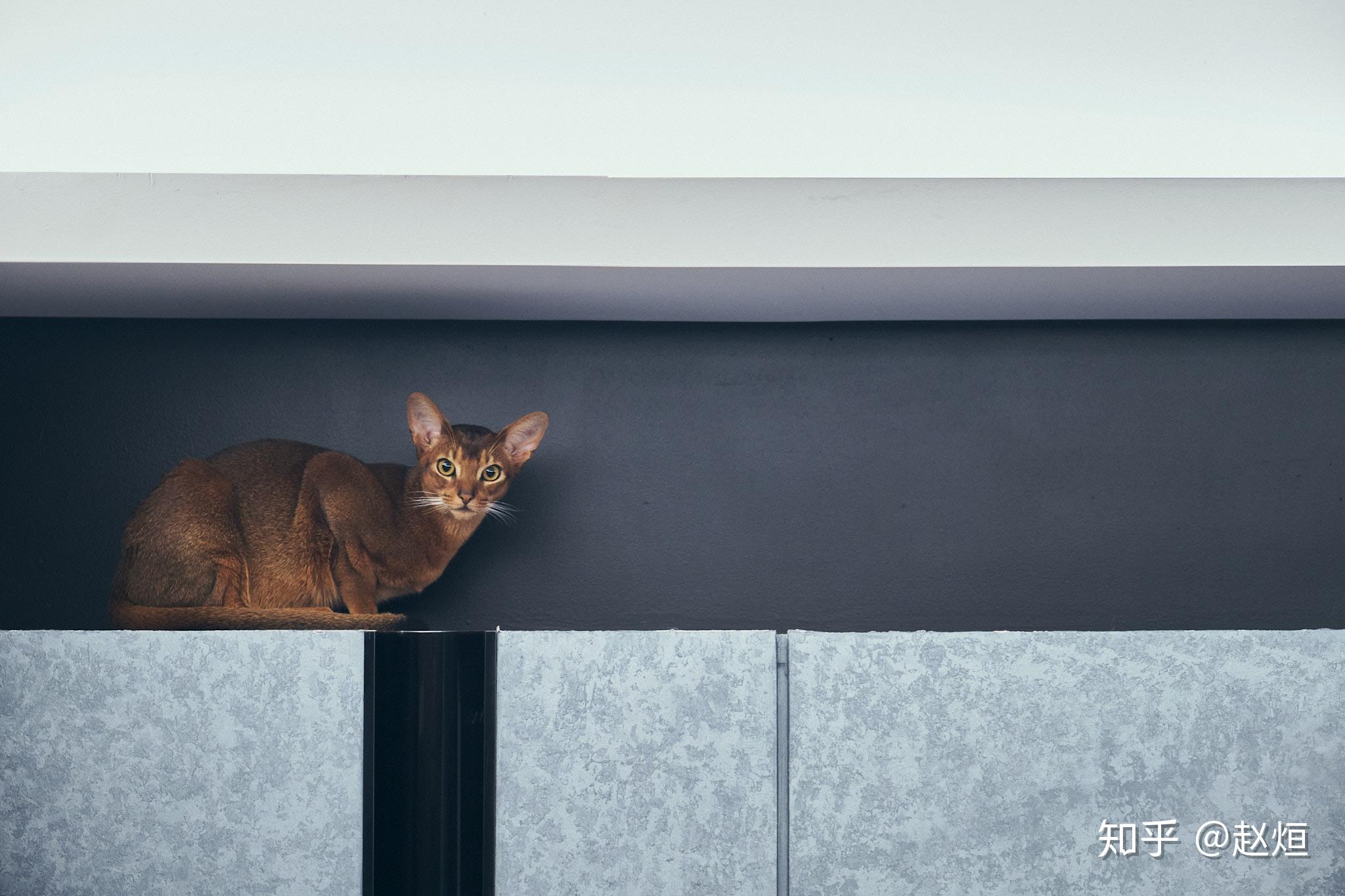 养阿比西尼亚猫（abyssinian）是种什么样的体验？这个品种有什么特点？ - 知乎