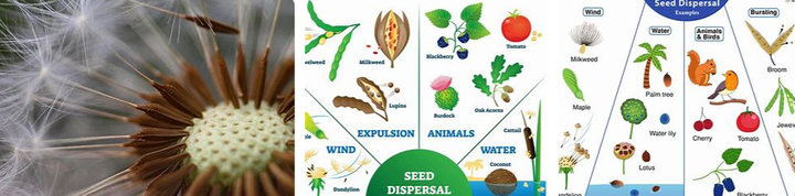 dispense & disperse & dispatch - 知乎