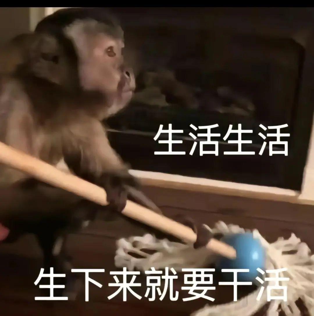 请问大家有没有猴子的表情包？ - 知乎