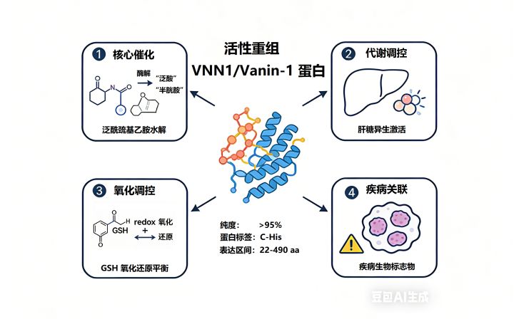 深度解析Active Recombinant Human VNN1/Vanin-1 Protein：从分子特征到科研价值 - 知乎