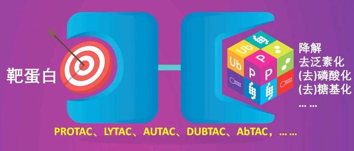 PROTAC外的其它双功能分子 - 知乎