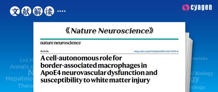 Nature Neuroscience（IF=21.2）丨ApoE4诱发神经血管功能障碍原来与这种巨噬细胞有关 - 知乎