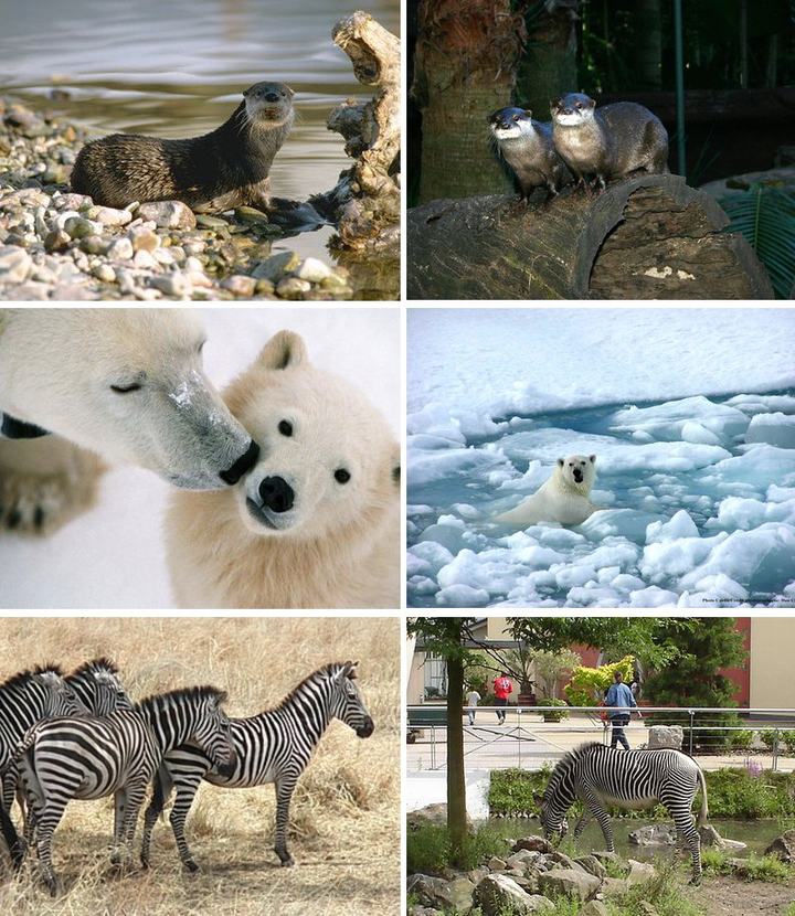 ZSL-Learning To Detect Unseen Object by……开山之作 - 知乎