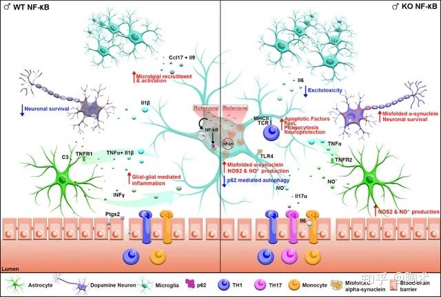 线粒体抑制剂——鱼藤酮【TargetMol】 - 知乎