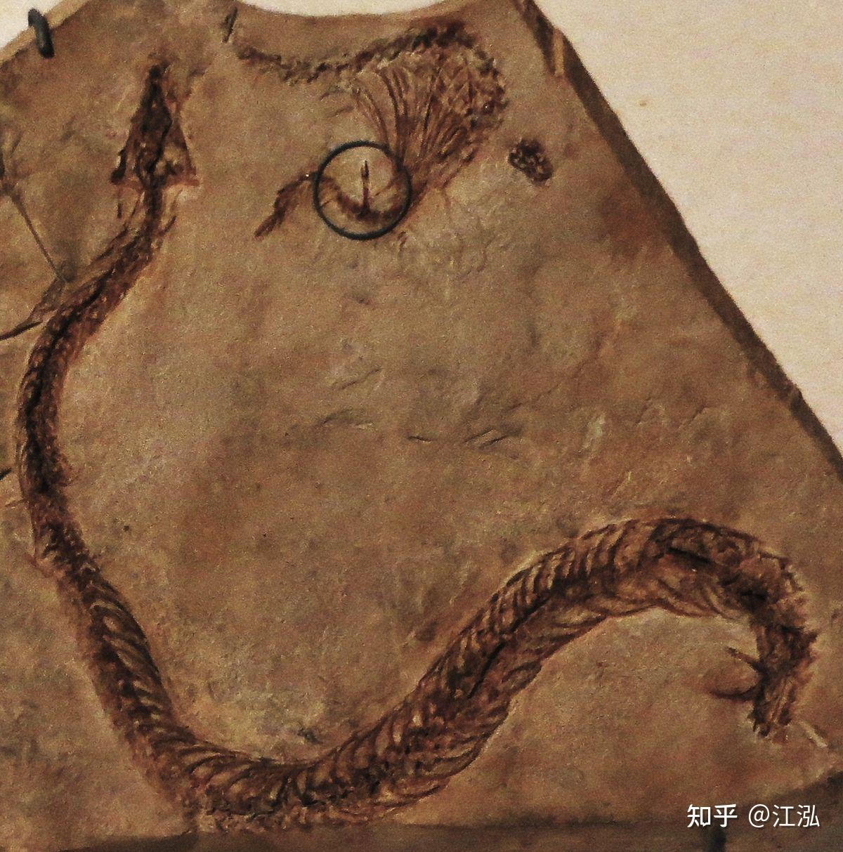 为什么蛇要把腿进化掉，用肚子行走？ - 知乎