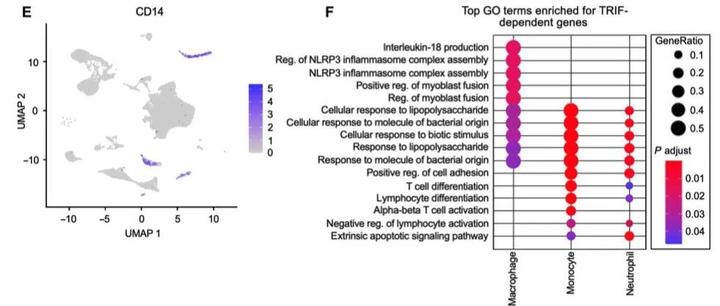 Science新子刊丨TRIFosome丨TNF 通过中性粒细胞和巨噬细胞的TRIF/CD14通路诱导死亡 - 知乎