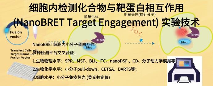 细胞内检测化合物与靶蛋白相互作用 (NanoBRET Target Engagement) 实验技术 - 知乎