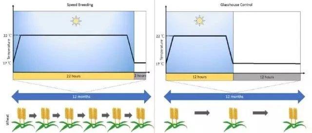 何为快速育种（Speed Breeding）？ - 知乎