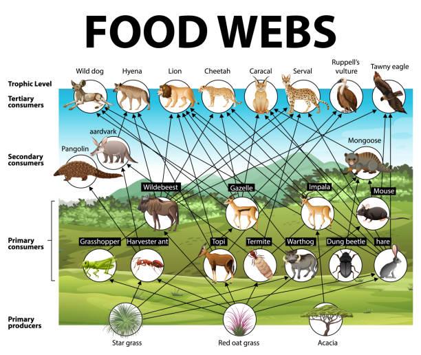 每日一词：食物网 (Food webs) - 知乎
