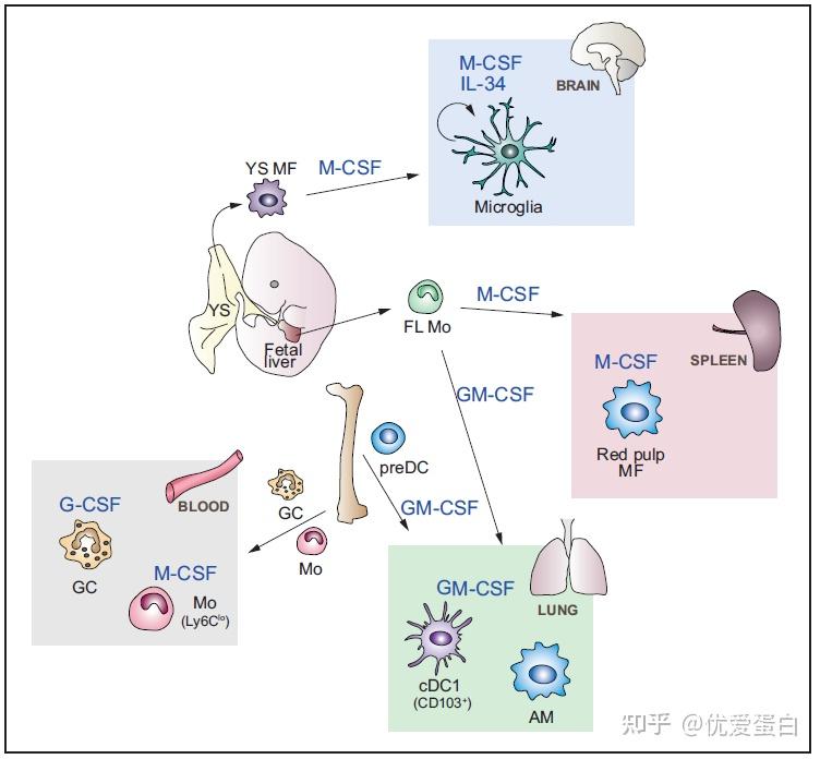 热门细胞因子大赏第二弹：GM-CSF - 知乎