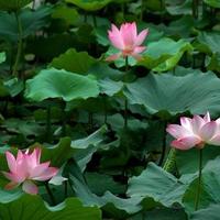 Docker 使用GPU 错误之Error could not select device driver ““ with capabilities: [[gpu]] - 知乎