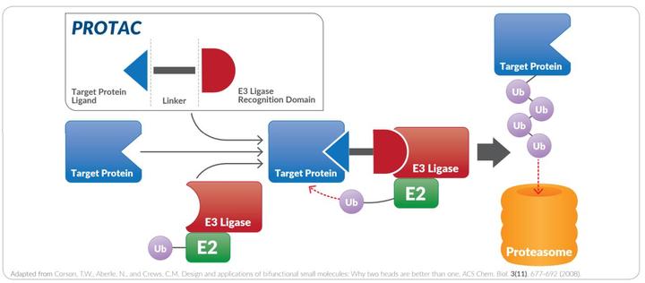 PROTAC技术-突破高难度靶点可成药 - 知乎