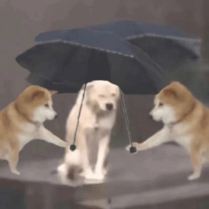 10组搞笑的可爱的表情包 - 知乎