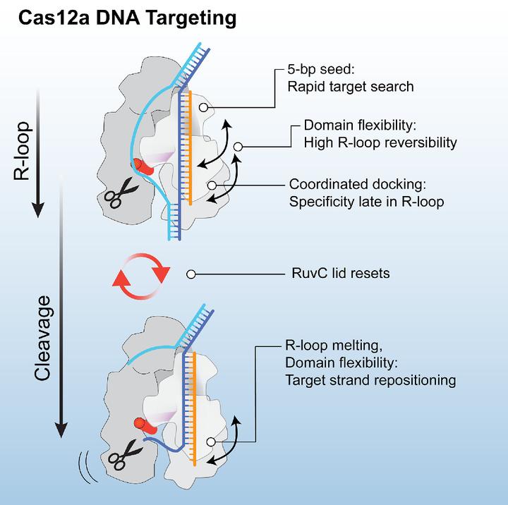 【CRISPR基因编辑工具】探索CRISPR-Cas12a的奥秘：结构灵活性与DNA靶向特异性 - 知乎