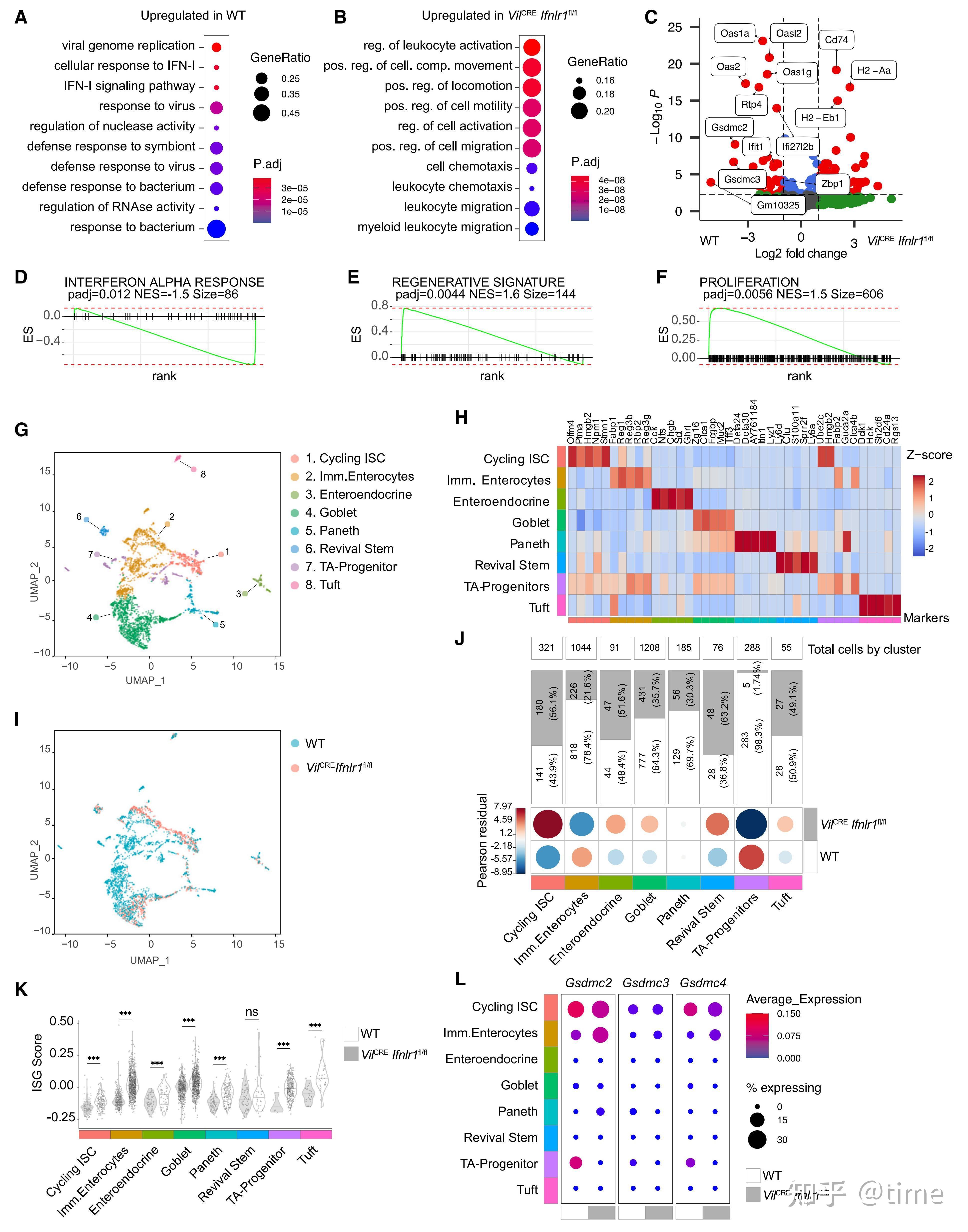 文献分享 | Cell：III型干扰素诱导肠道上皮细胞焦亡并损害粘膜修复 - 知乎