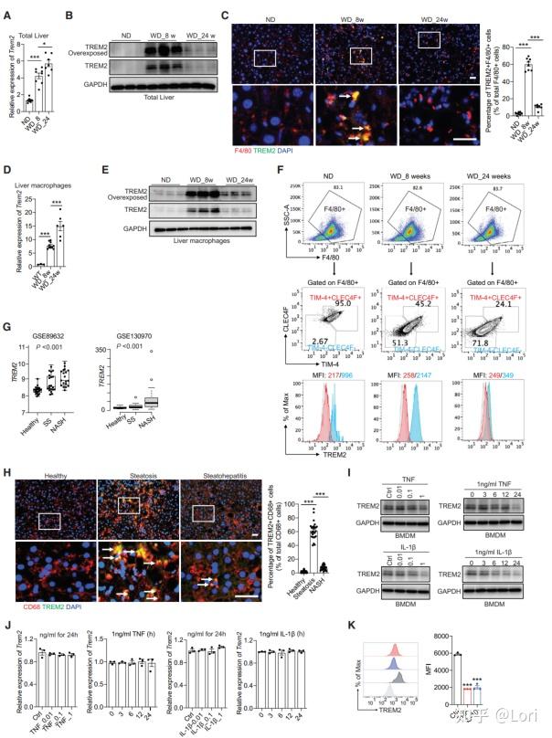 文献学习002——TREM2 依赖的胞葬调控肝脏炎症和NASH发展 - 知乎