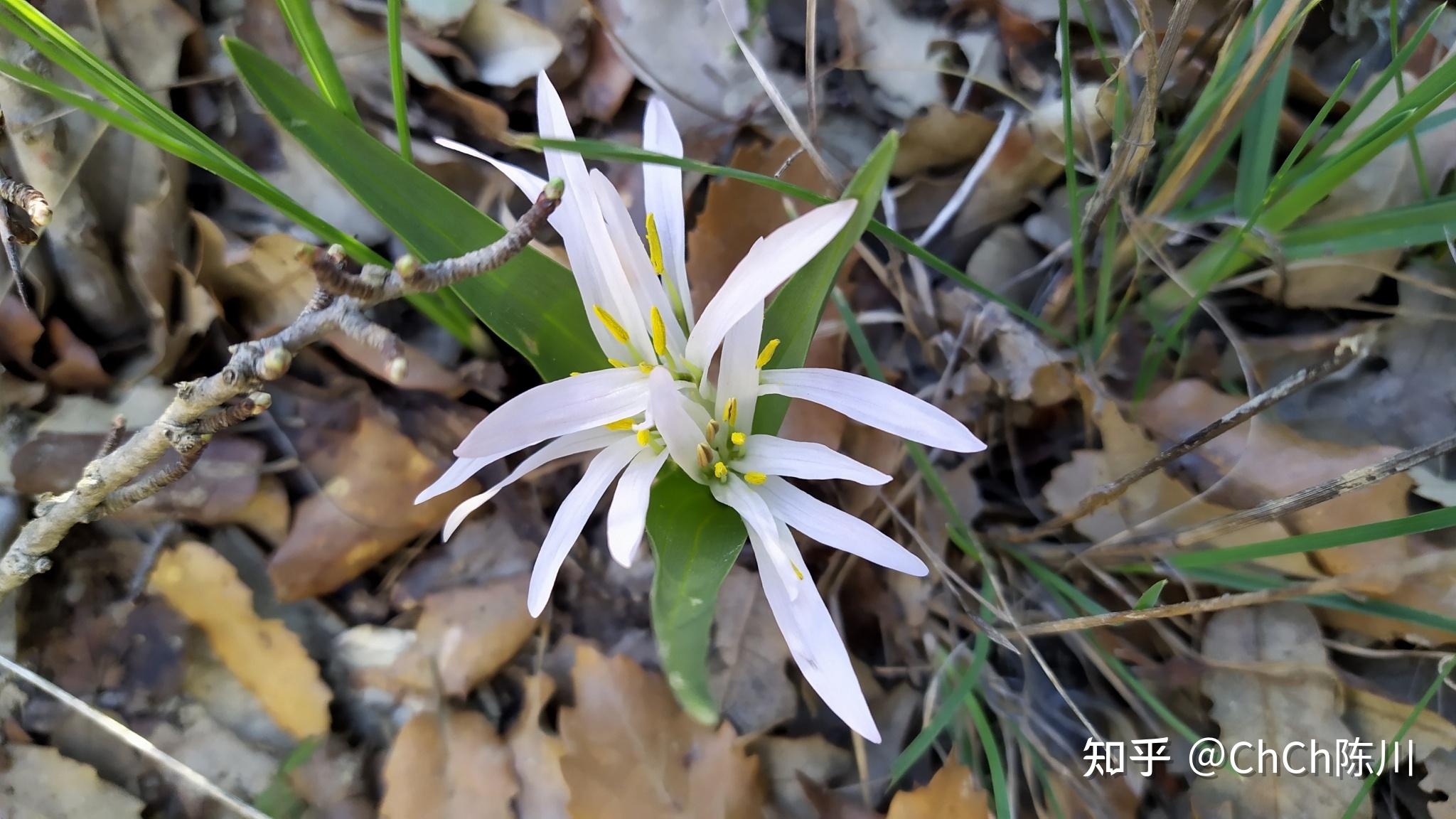 多肉植物全图鉴17：秋水仙科（Colchicaceae），秋水仙属（Colchicum） 原始种A-H - 知乎
