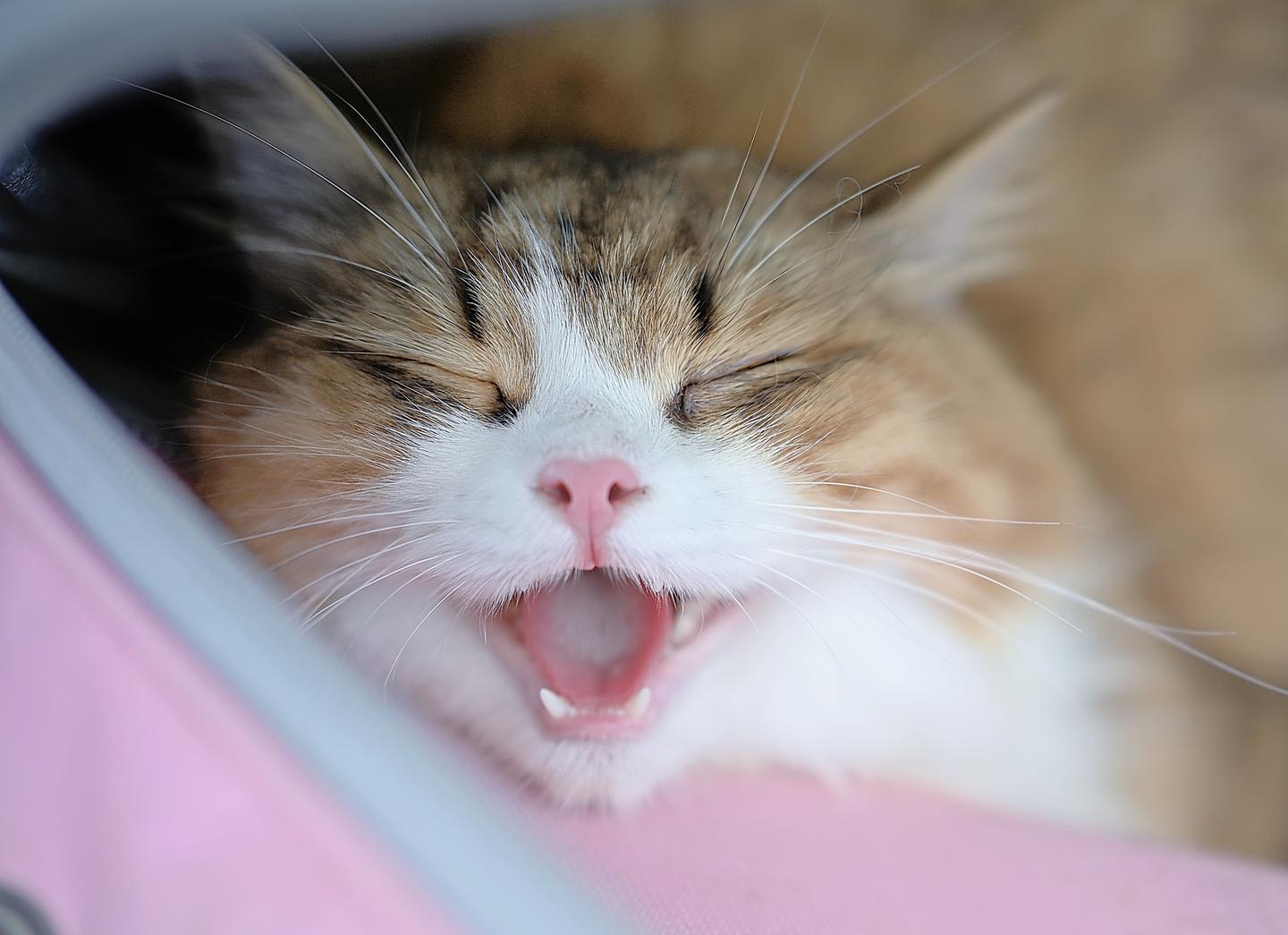 一文搞懂PyTorch Hook - 知乎