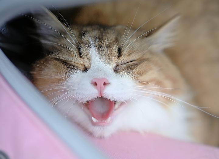 一文搞懂PyTorch Hook - 知乎