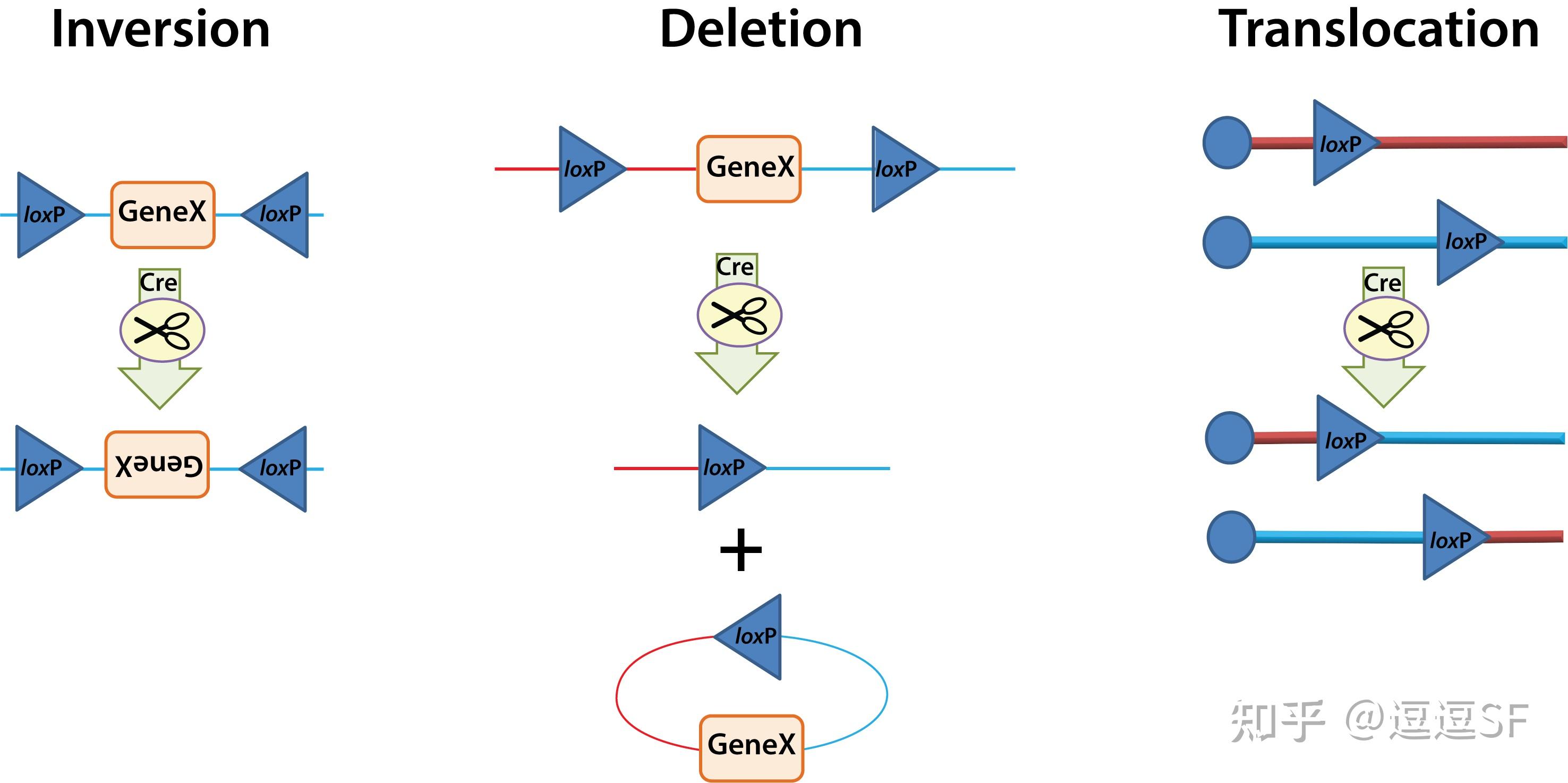 文献中这些小鼠基因如flox/flox表达的是什么意思？ - 知乎