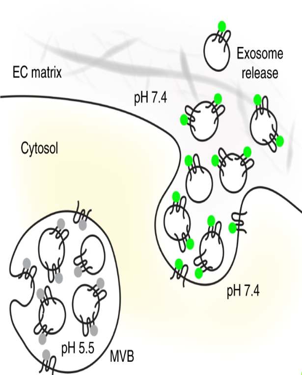pHluorin：如何可视化受体在突触后膜的表达 - 知乎