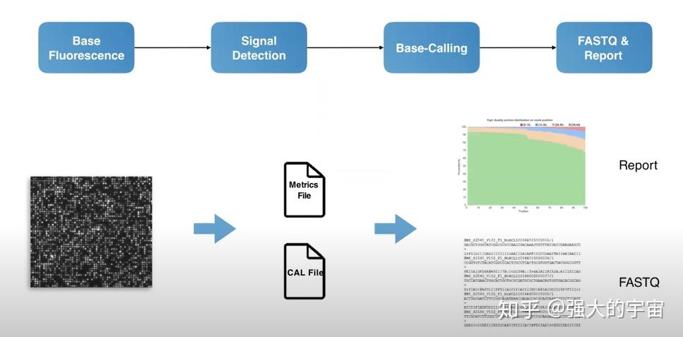 闲聊Base-calling(碱基判读技术) - 知乎