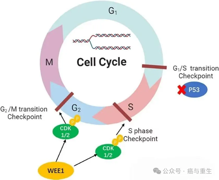 Wee1抑制剂：AZD1775、IMP7068、SC0191、SY-4835等为子宫内膜癌、卵巢癌等实体瘤患者带来新希望！ - 知乎